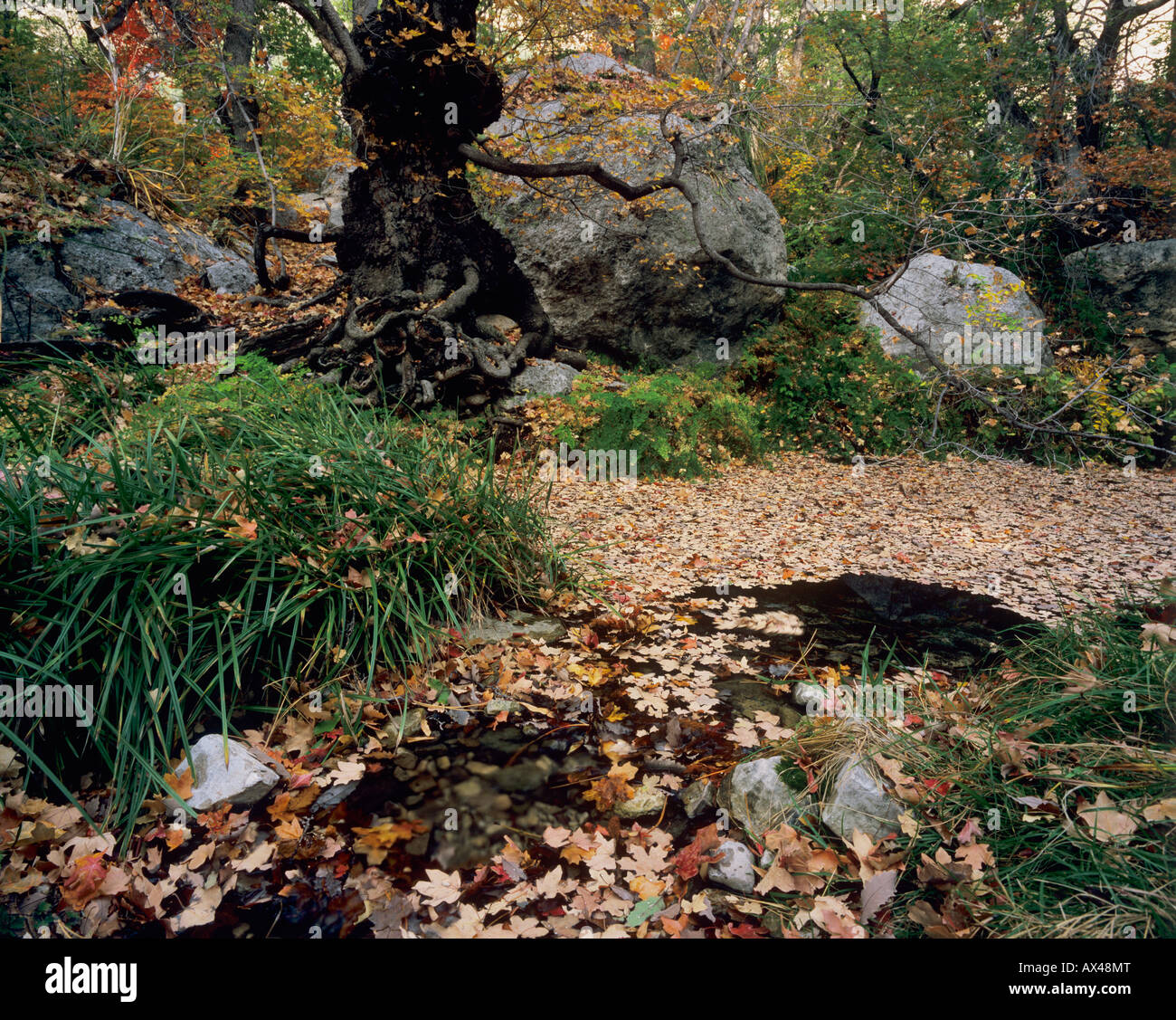 Smith spring Guadalupe Mountains National Park Texas USA November 2005 ...