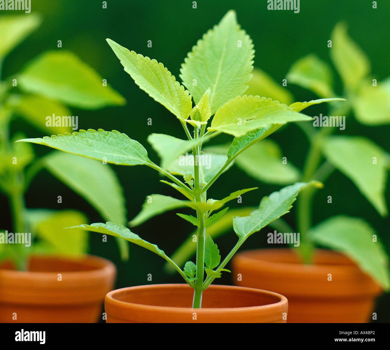 Simple potted plants hi-res stock photography and images - Alamy