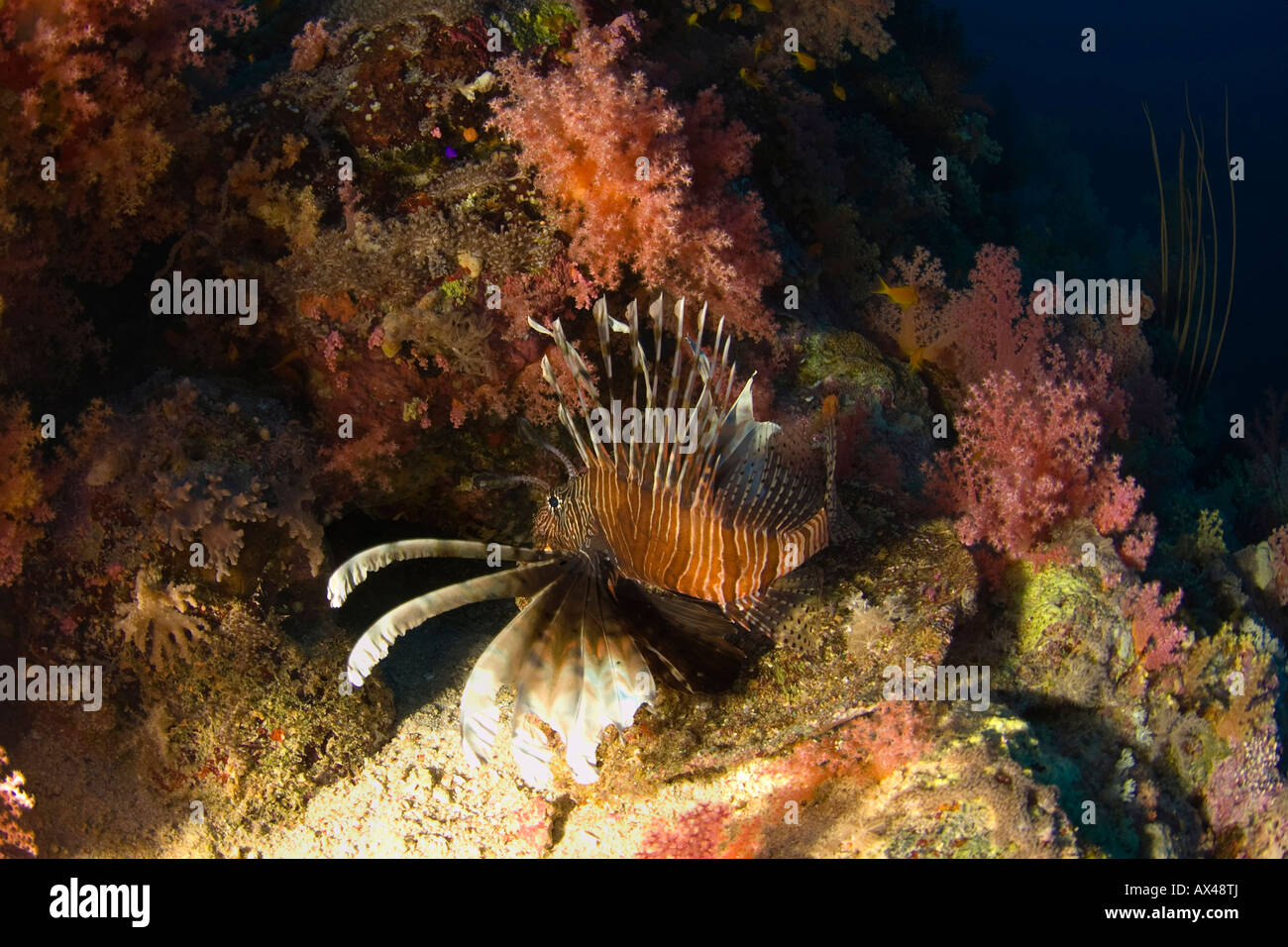 African lionfish hi-res stock photography and images - Alamy
