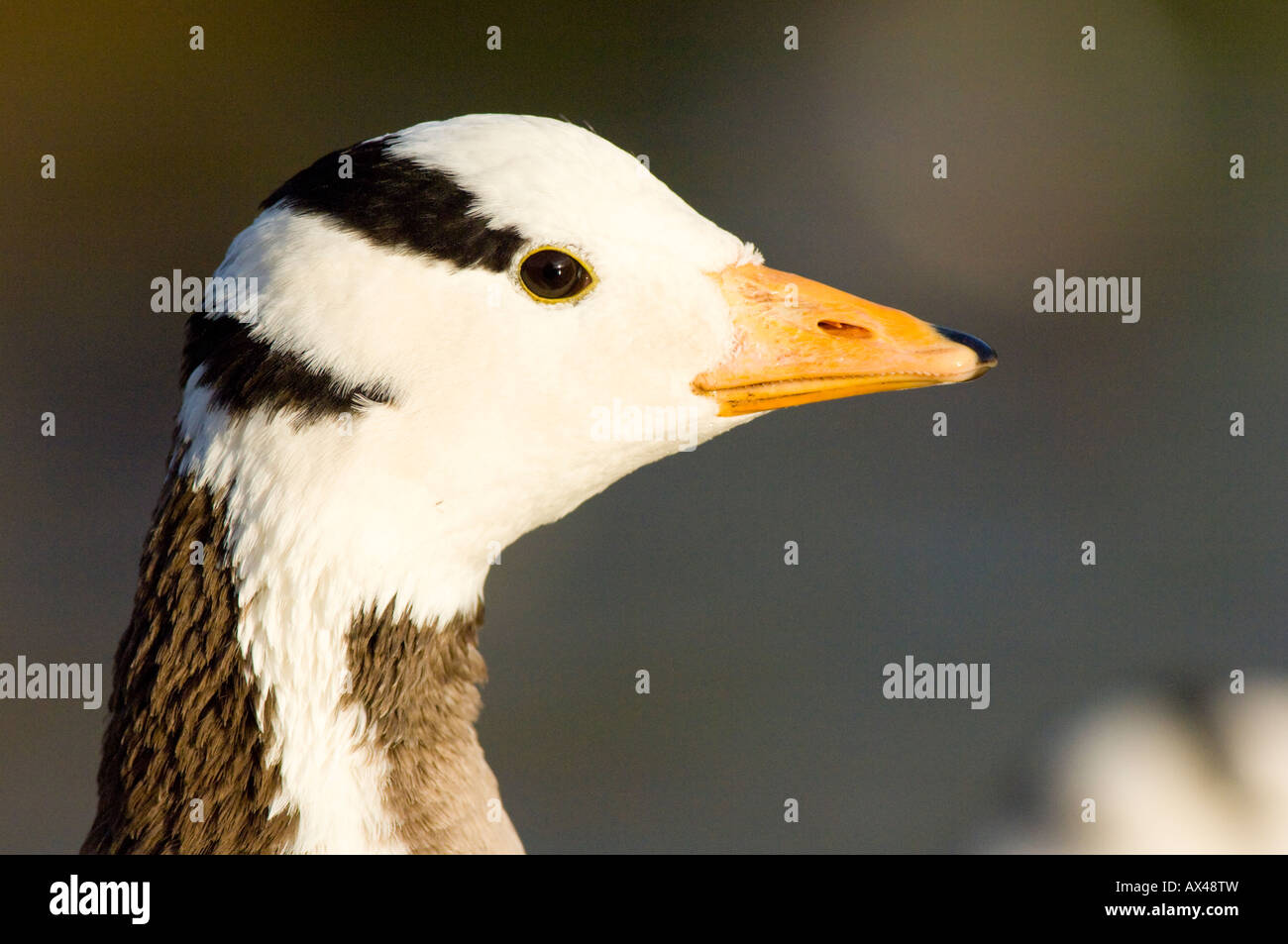 Bar headed goose side view hi-res stock photography and images - Alamy