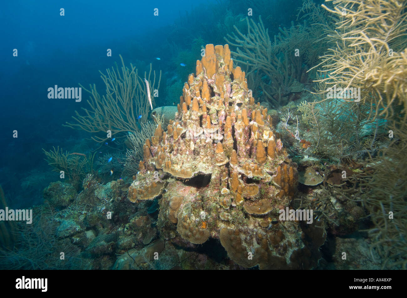 Coral formations hi-res stock photography and images - Alamy