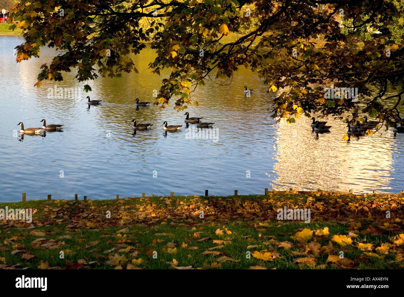 a scene from the park Stock Photo - Alamy