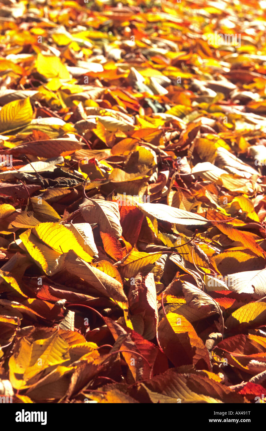 autumn leaves leaf down floor Stock Photo - Alamy
