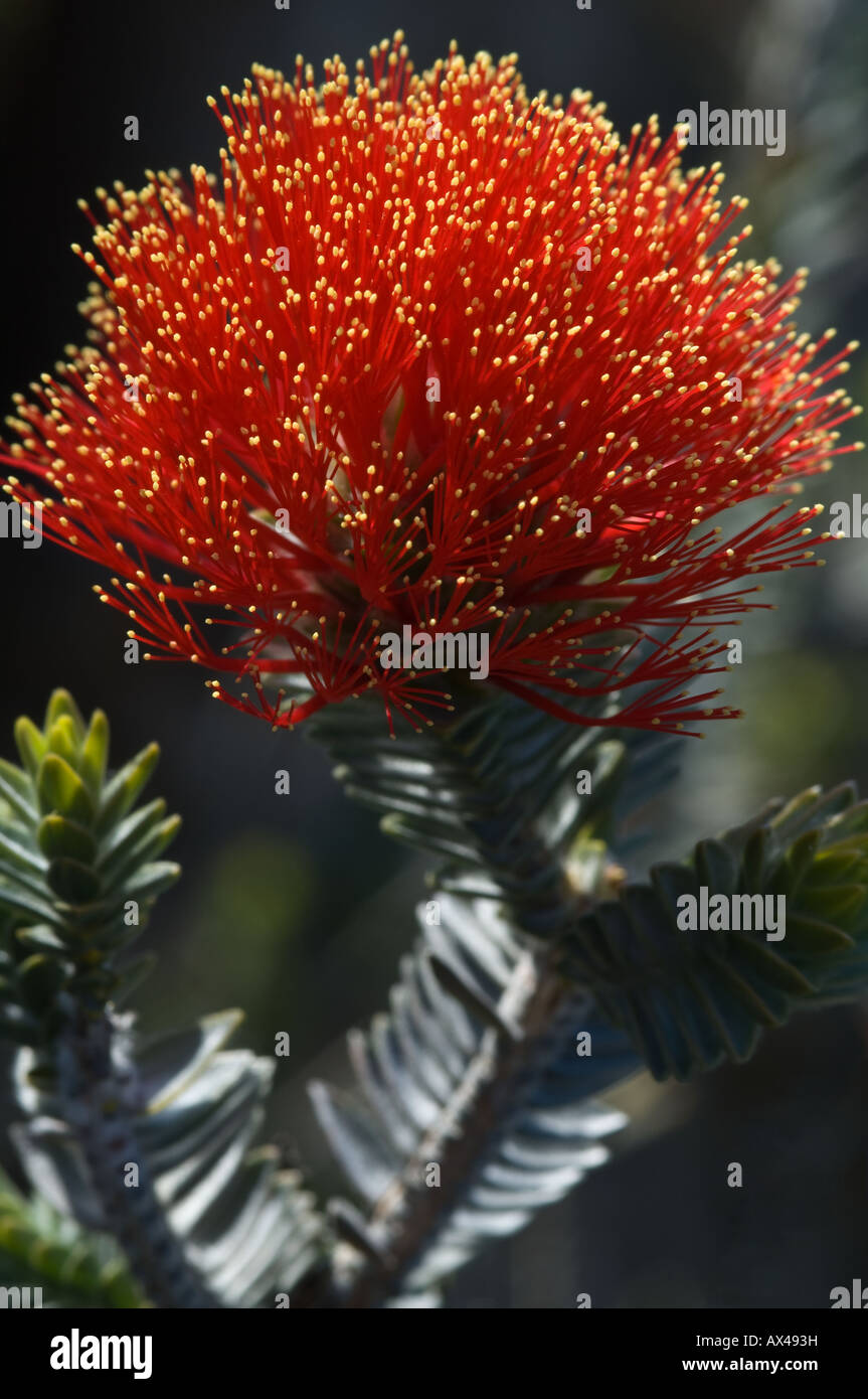 Barren Regelia (Regelia velutina) flowers endemic habitat among ...