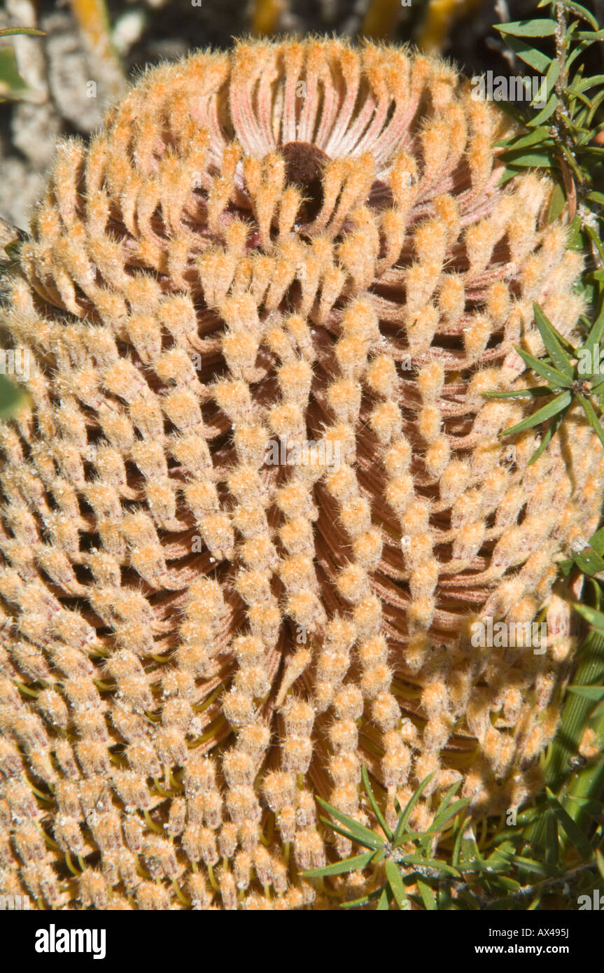 Creeping Banksia (Banksia repens) close up of flowering spike ...