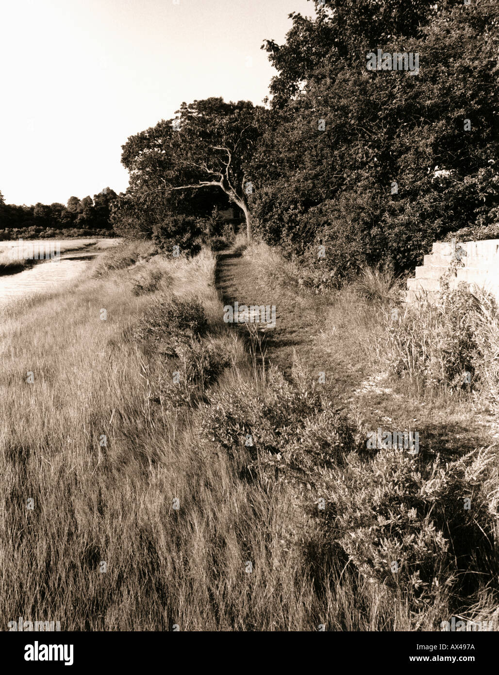 Pathway in the mash of greenport Stock Photo - Alamy
