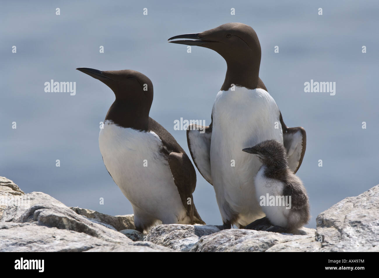 3 Guillemots High Resolution Stock Photography and Images - Alamy