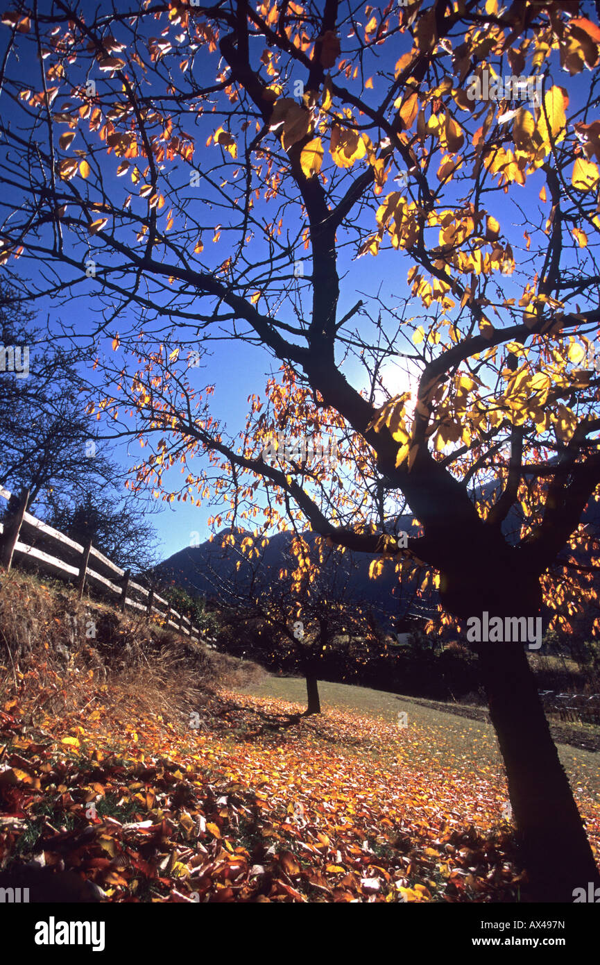 Field of fruit tree in autumn Stock Photo - Alamy