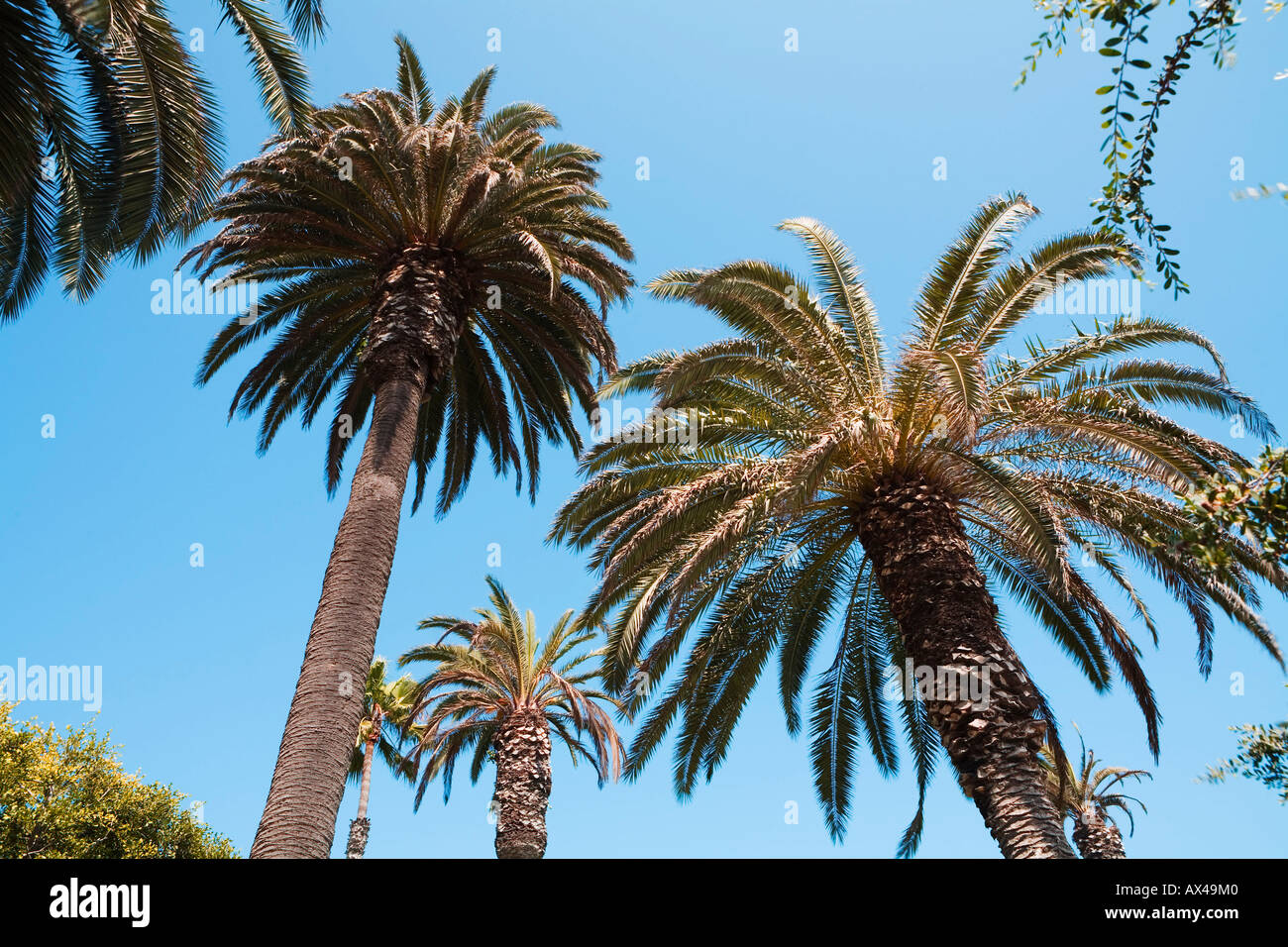 View from underneath the palm trees hi-res stock photography and images ...