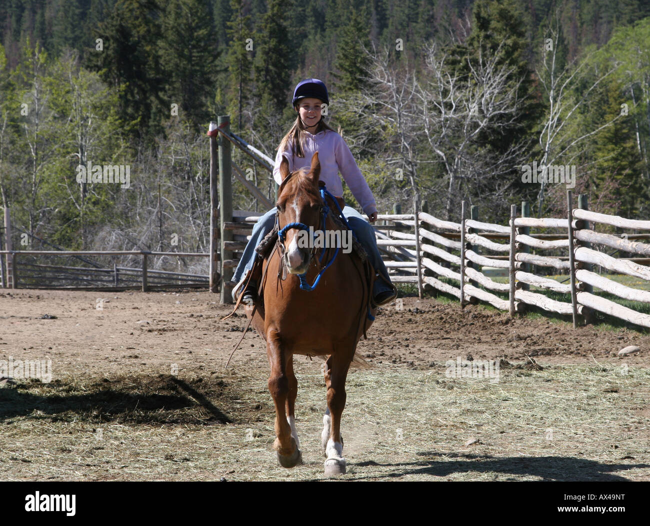 Western saddle on chestnut horse hi-res stock photography and images ...
