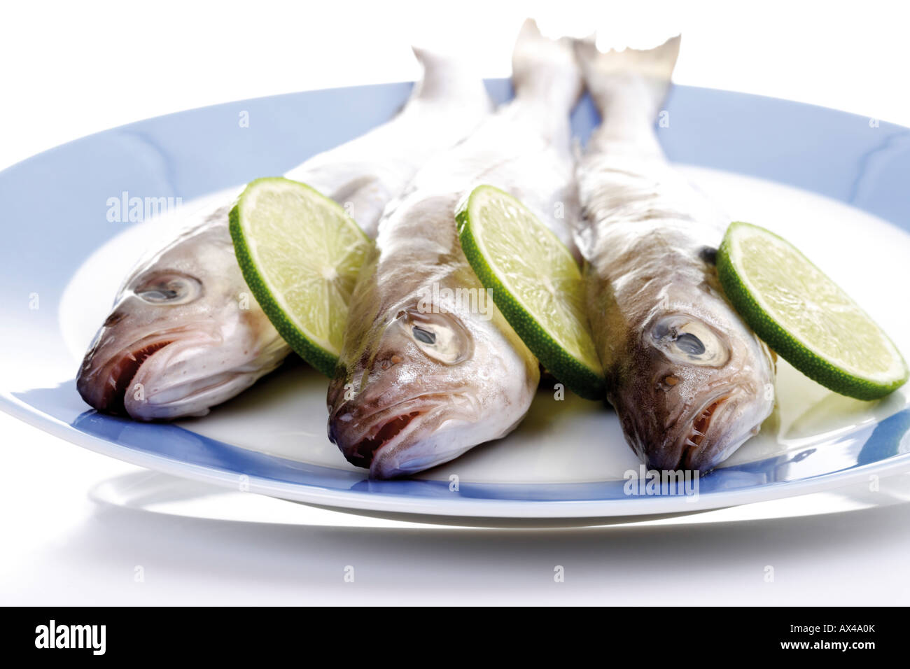 Sandfish hi-res stock photography and images - Alamy