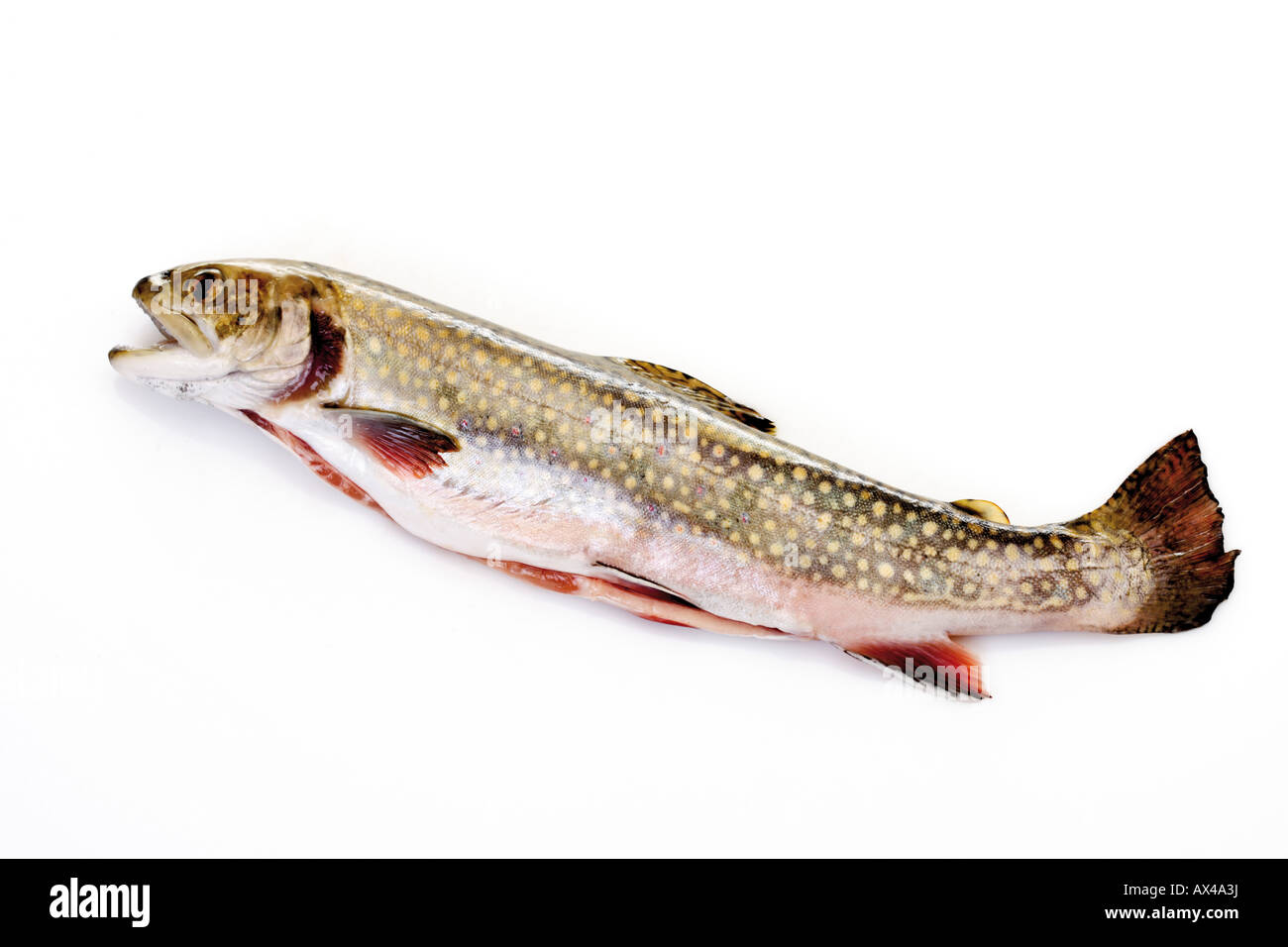 Samlet, elevated view Stock Photo - Alamy