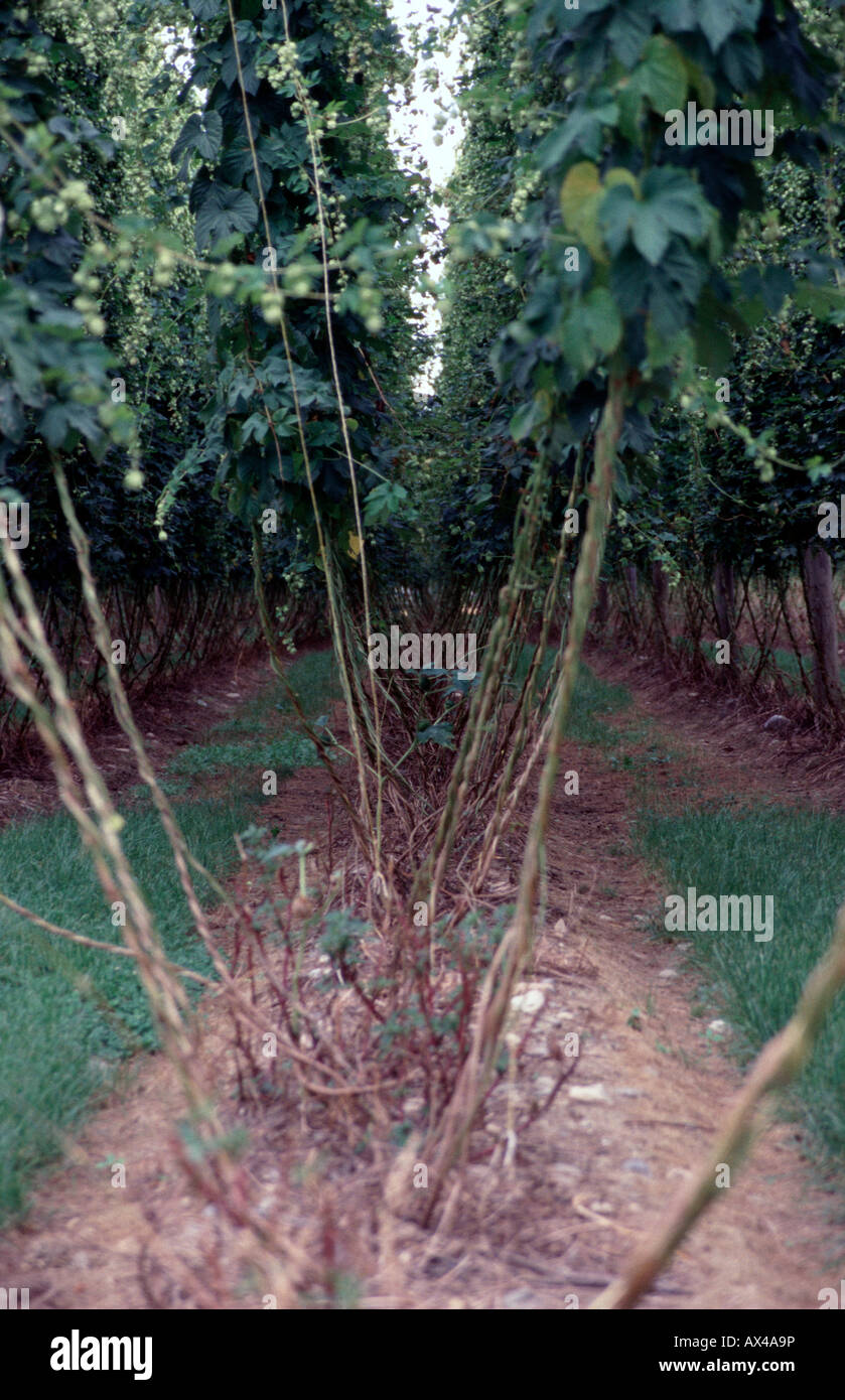 Hop vines hi-res stock photography and images - Alamy