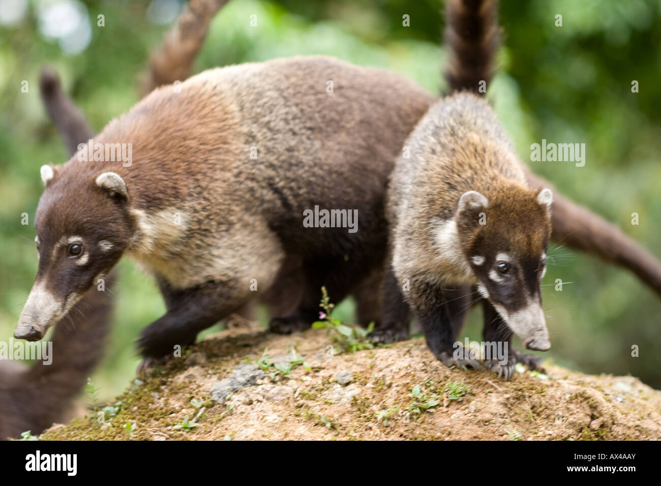 Coatis nasua nasua hi-res stock photography and images - Alamy