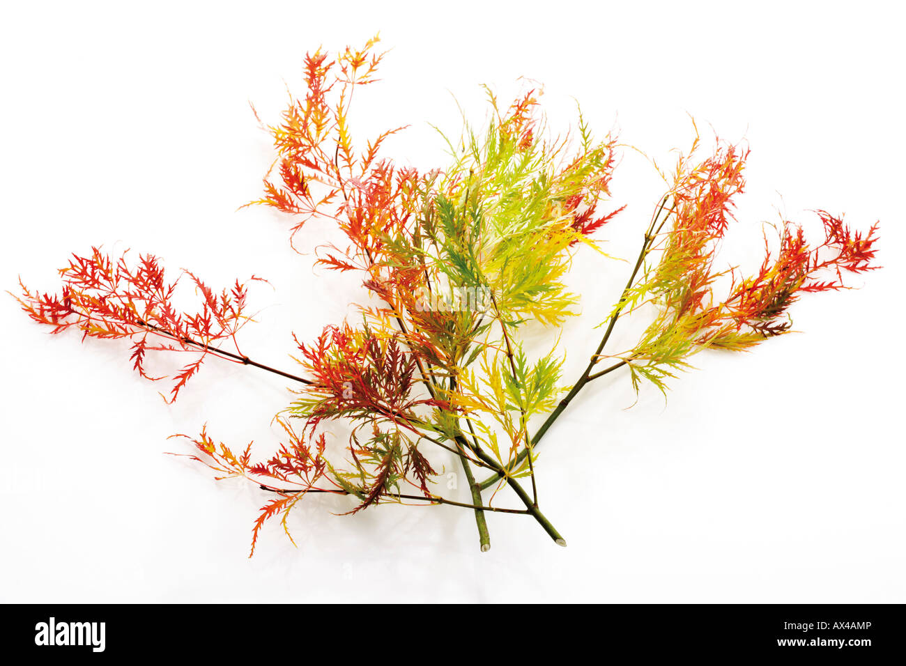 Twig of Japanese Maple (Acer palmatum dissectum), close-up Stock Photo ...