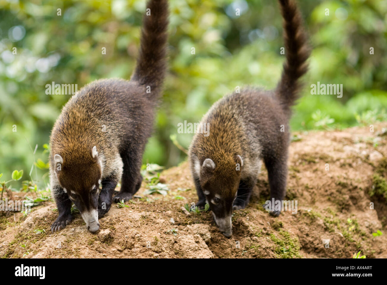 White-nosed Coati Nasua narica Stock Photo - Alamy