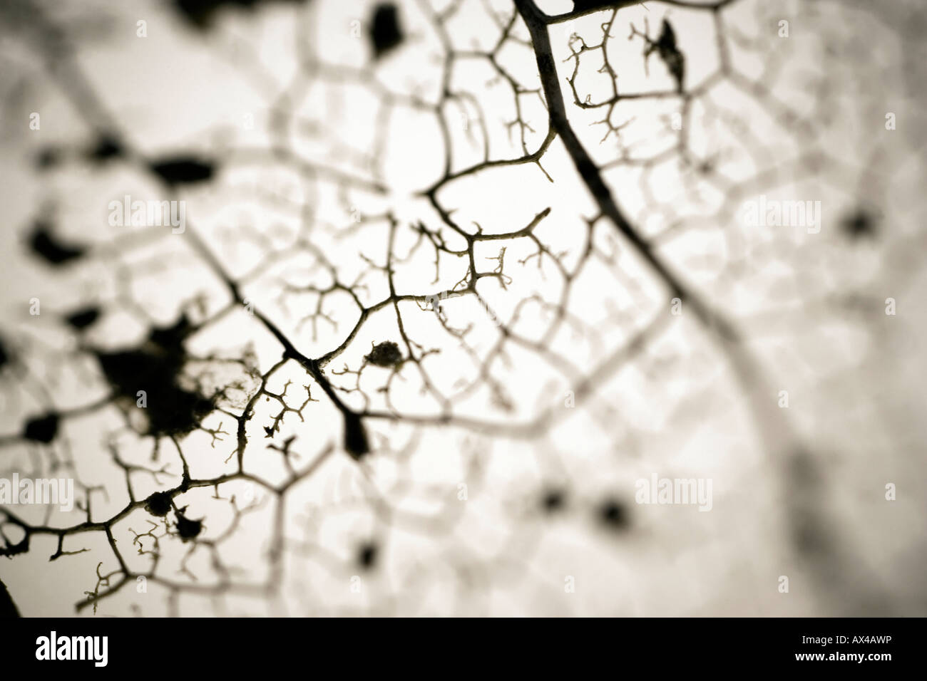 Dried leaf skeleton Stock Photo - Alamy