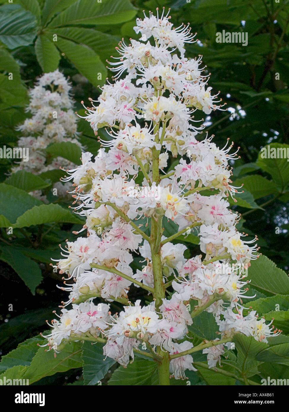 Spring flowering horse chestnut hi-res stock photography and images - Alamy