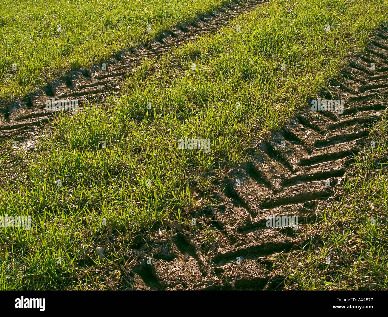 Tractor tracks through winter wheat Stock Photo - Alamy
