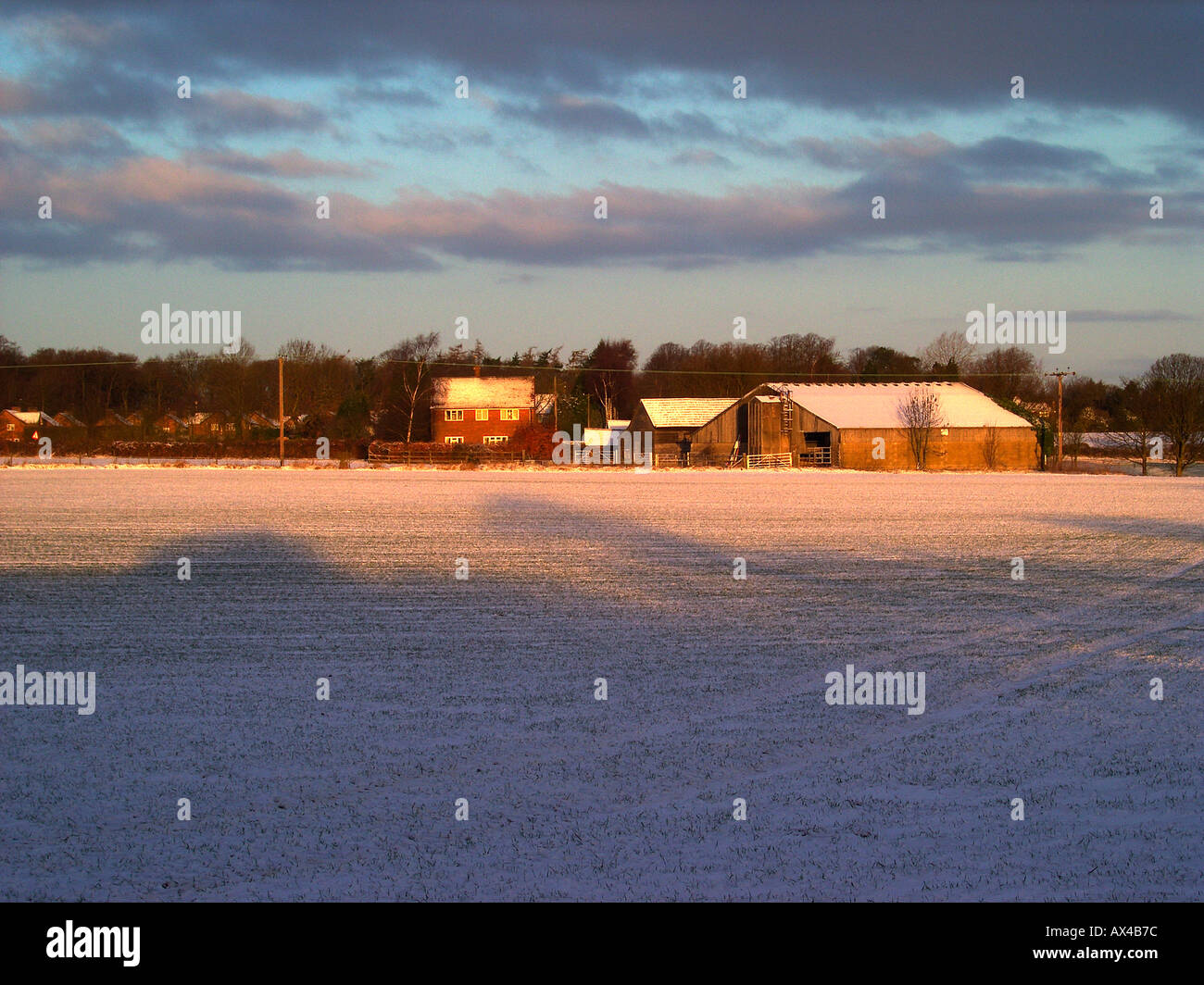 Winter wheat field in winter early morning frost Stock Photo - Alamy