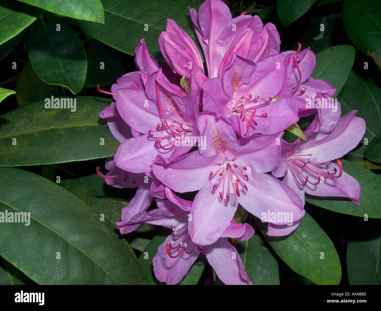 Rhododendron flower heads ponticum Stock Photo - Alamy