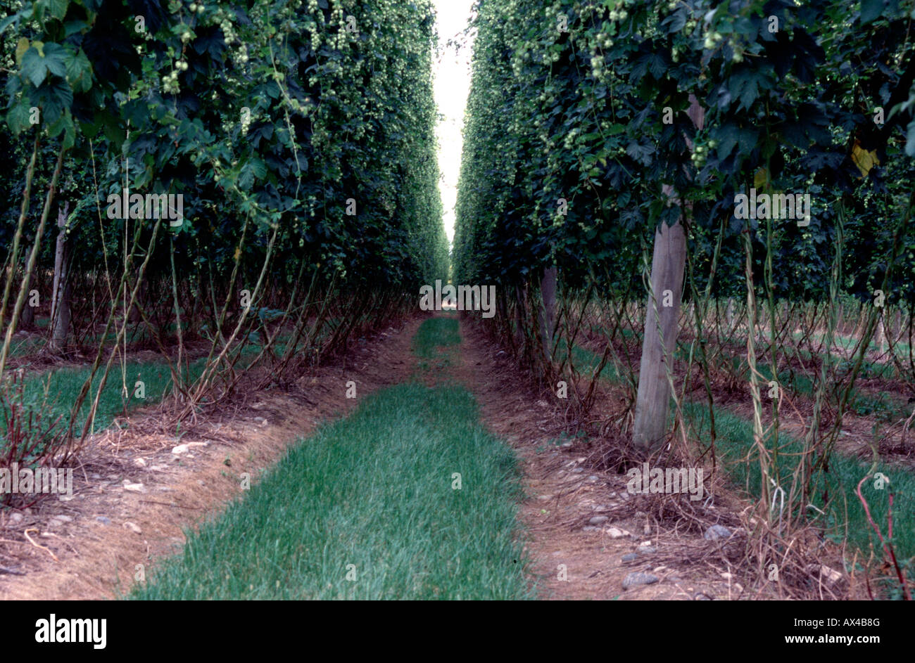 Hops plant hi-res stock photography and images - Alamy