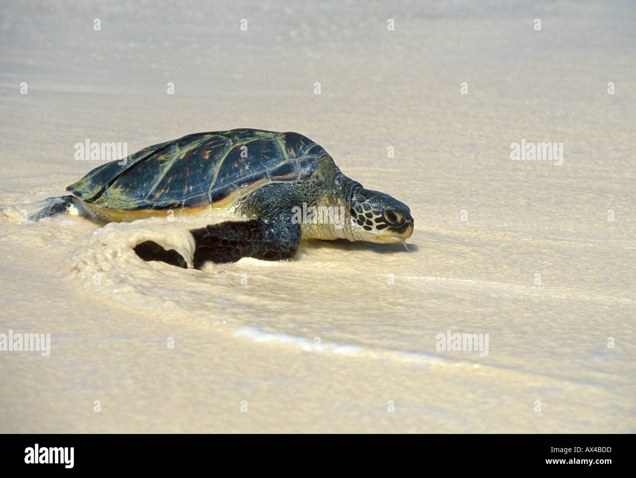 green sea turtle returning to sea Stock Photo - Alamy