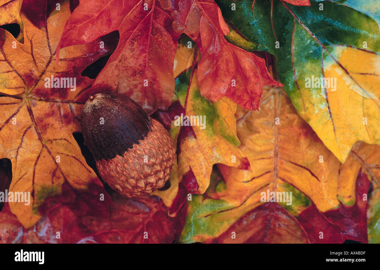 Acorns hi-res stock photography and images - Alamy