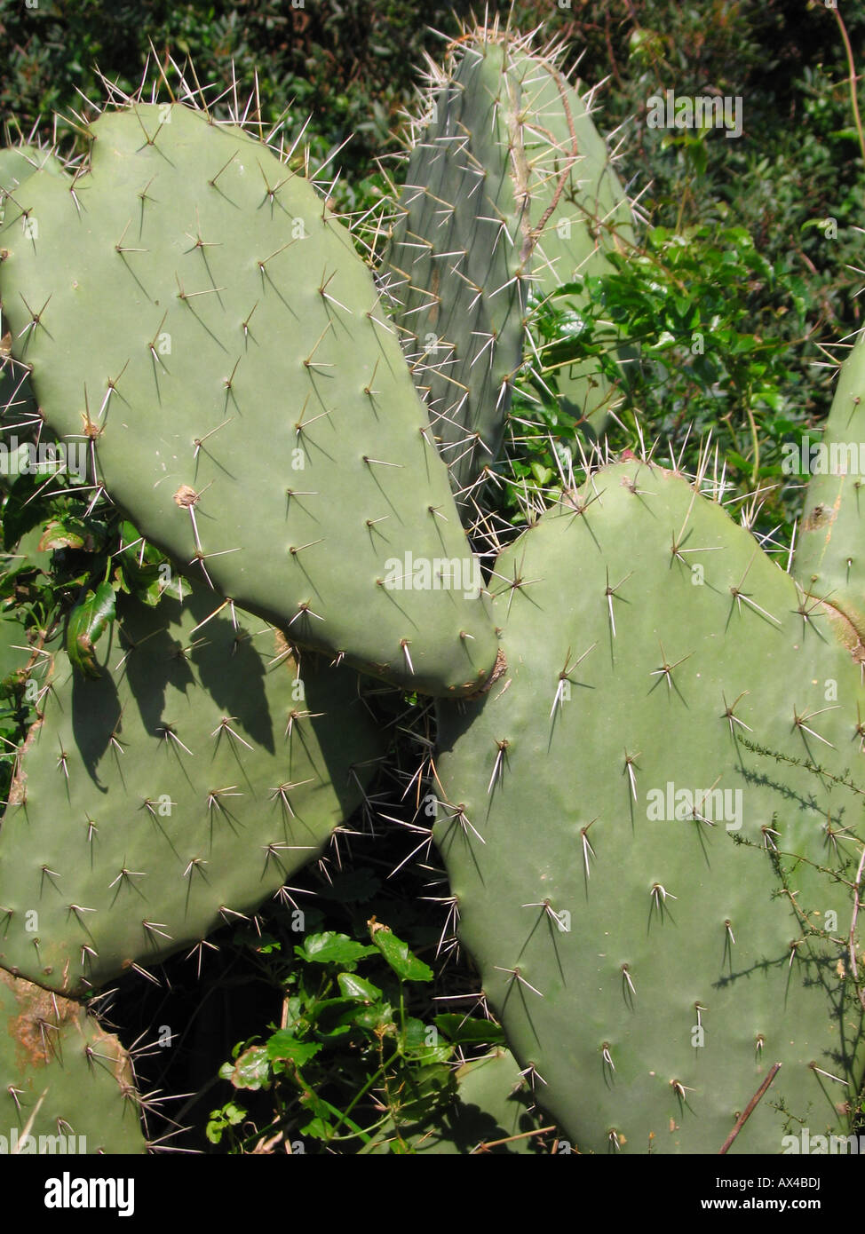 Cactus leaves named Barbary fig (Opuntia ficus-barbarica) also called ...