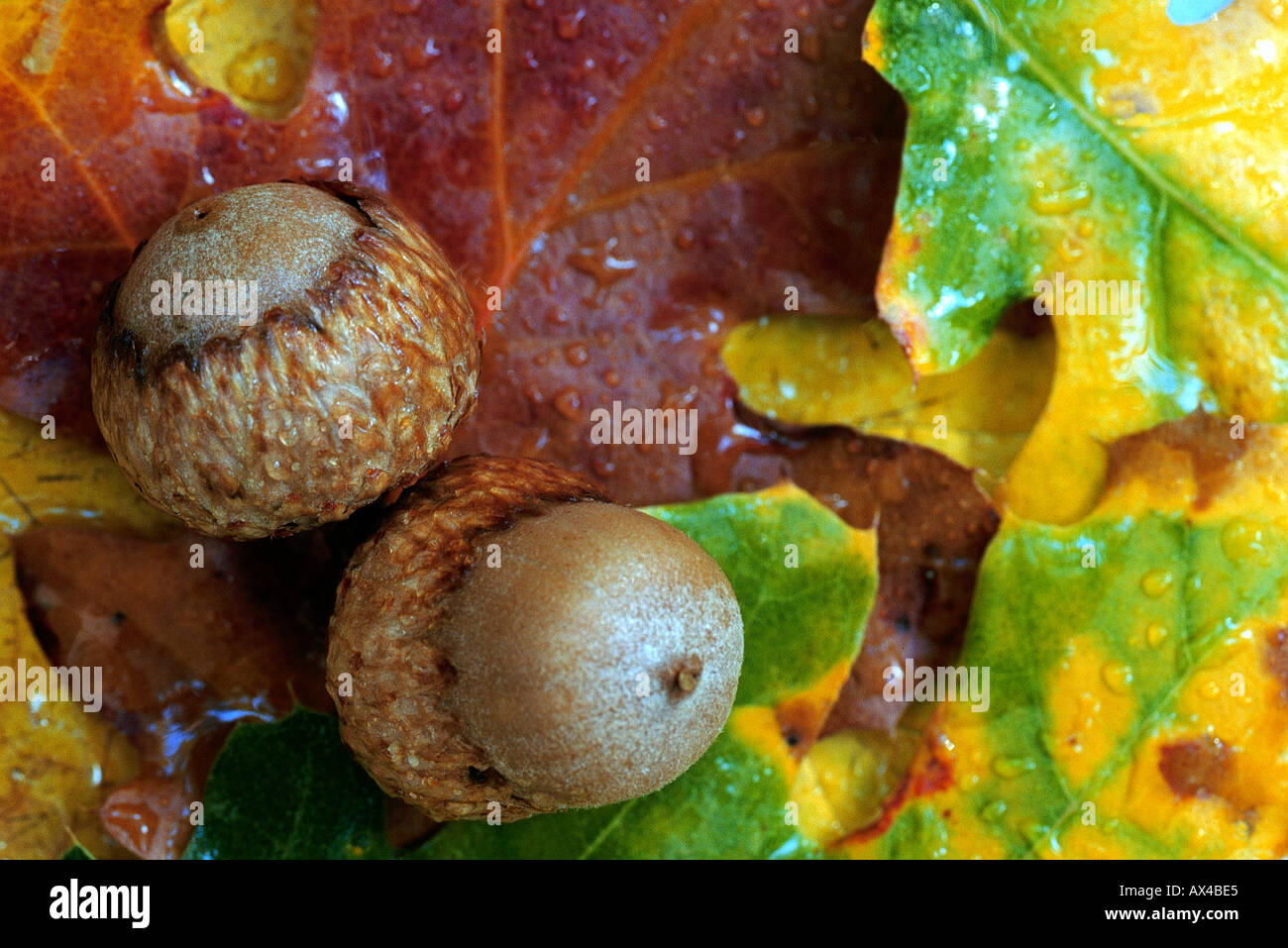 Acorns hi-res stock photography and images - Alamy