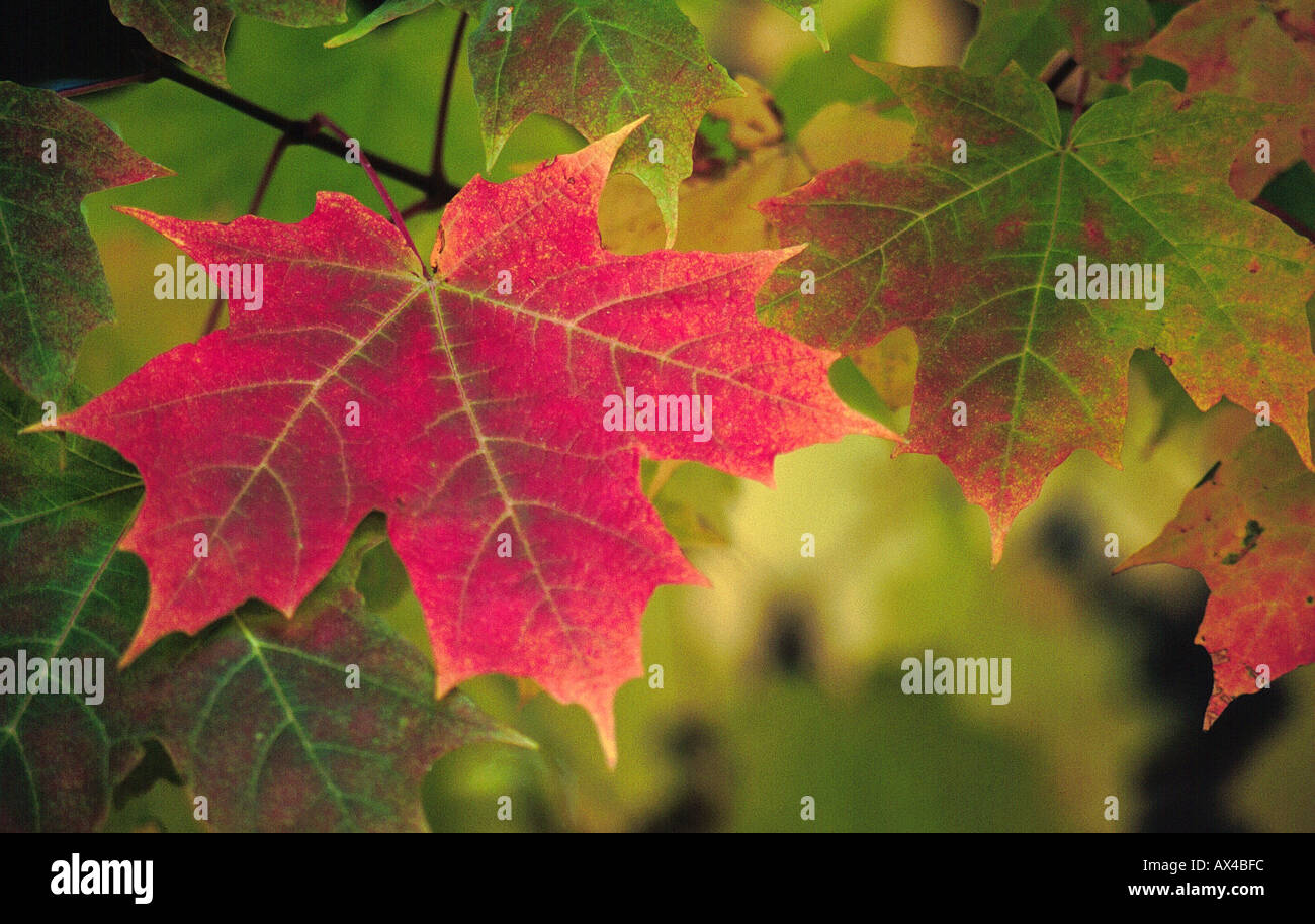 A red maple leaf on a tree in Nevada City California Stock Photo - Alamy