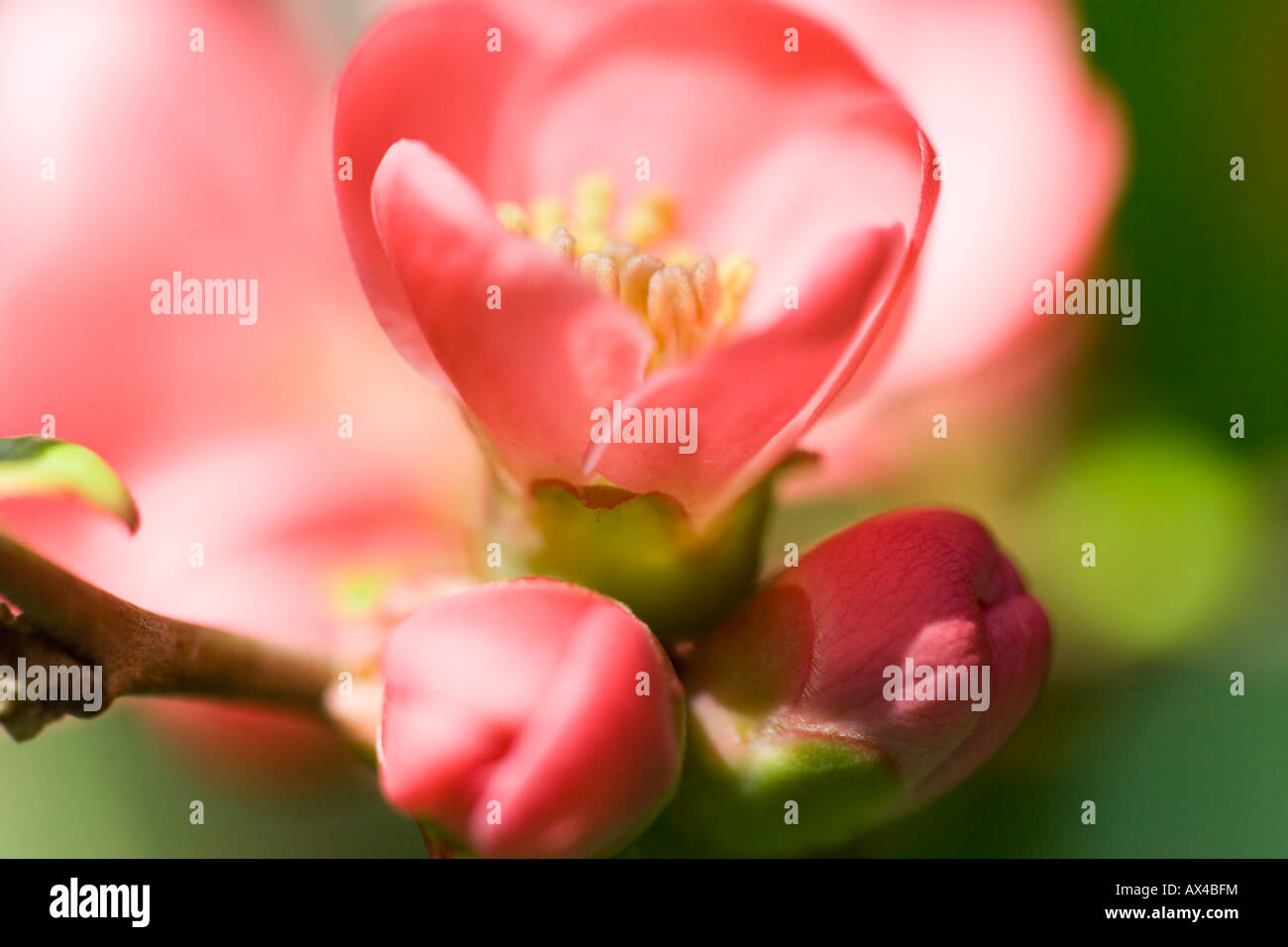 Close up flowering quince hi-res stock photography and images - Alamy
