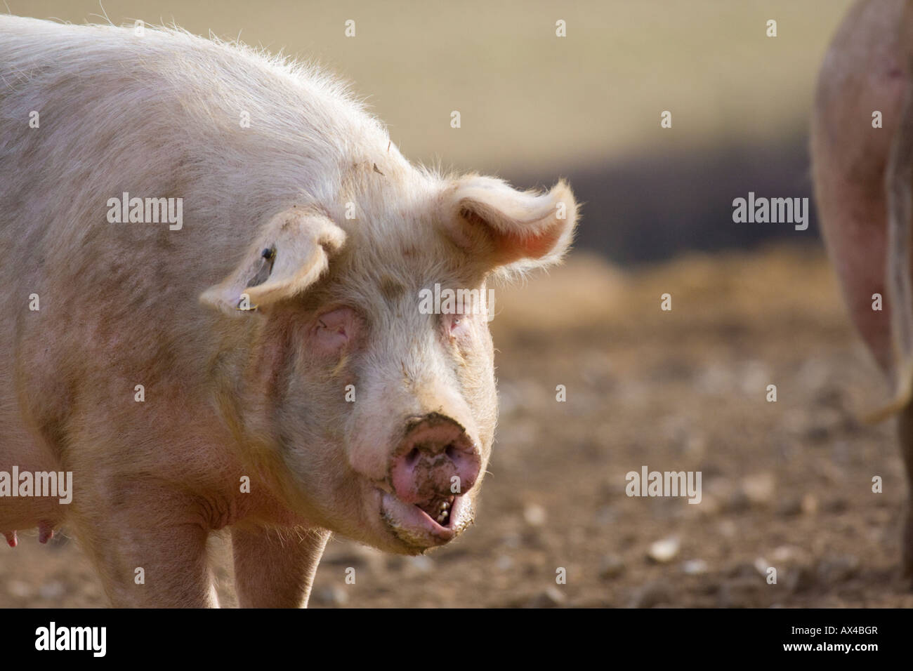 Pig facial hi-res stock photography and images - Alamy