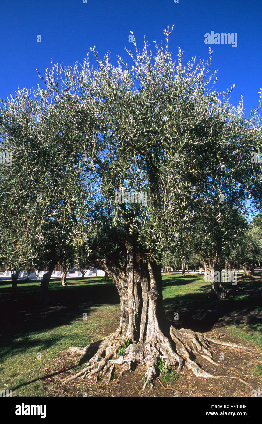 Olive tree Alpes-Maritimes 06 PACA France Europe Stock Photo - Alamy