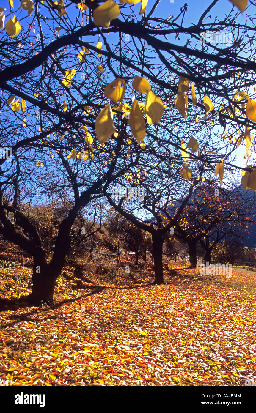 autumn tree leaves down floor blue sky Stock Photo - Alamy