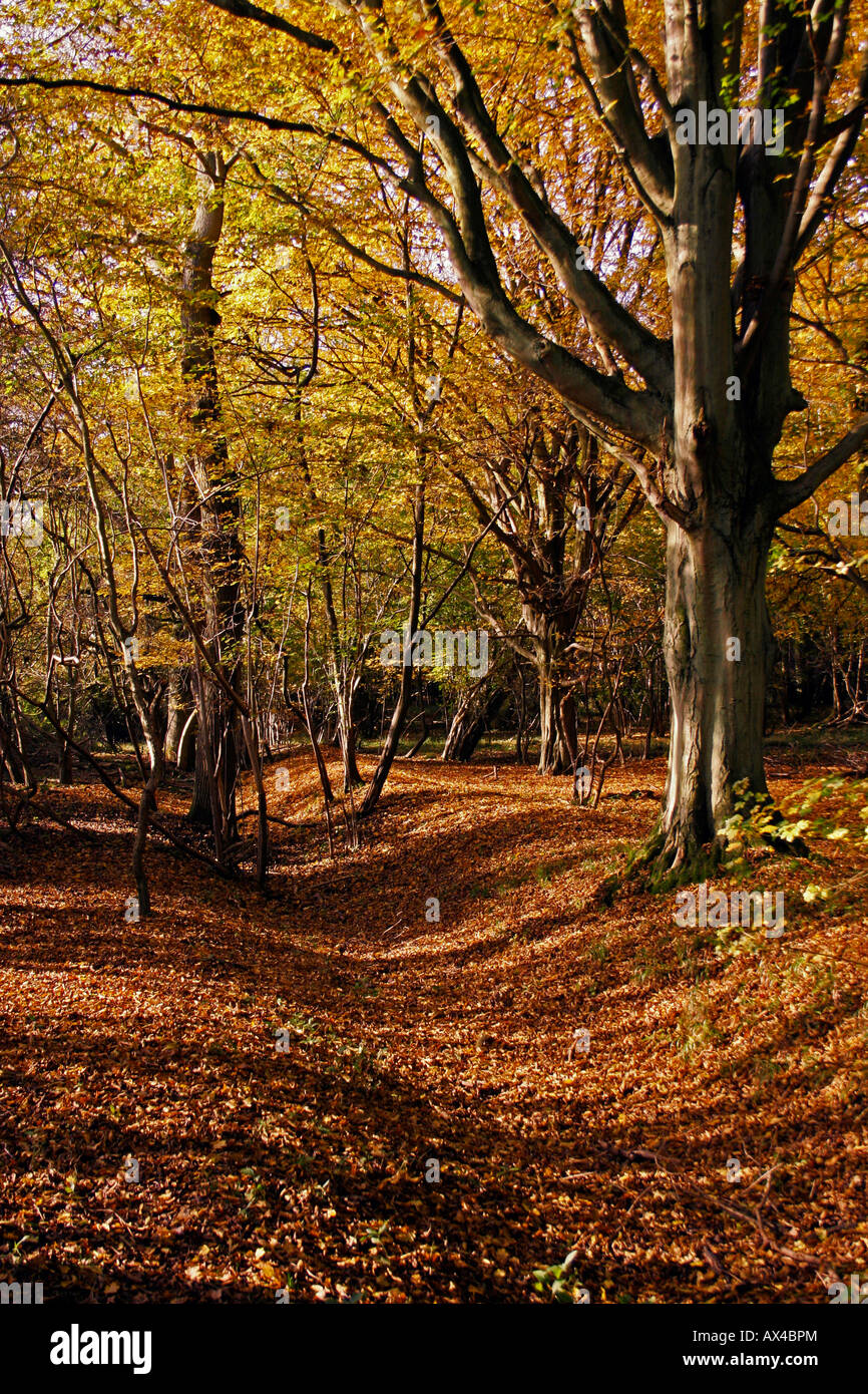 AUTUMN COLOURS Stock Photo - Alamy
