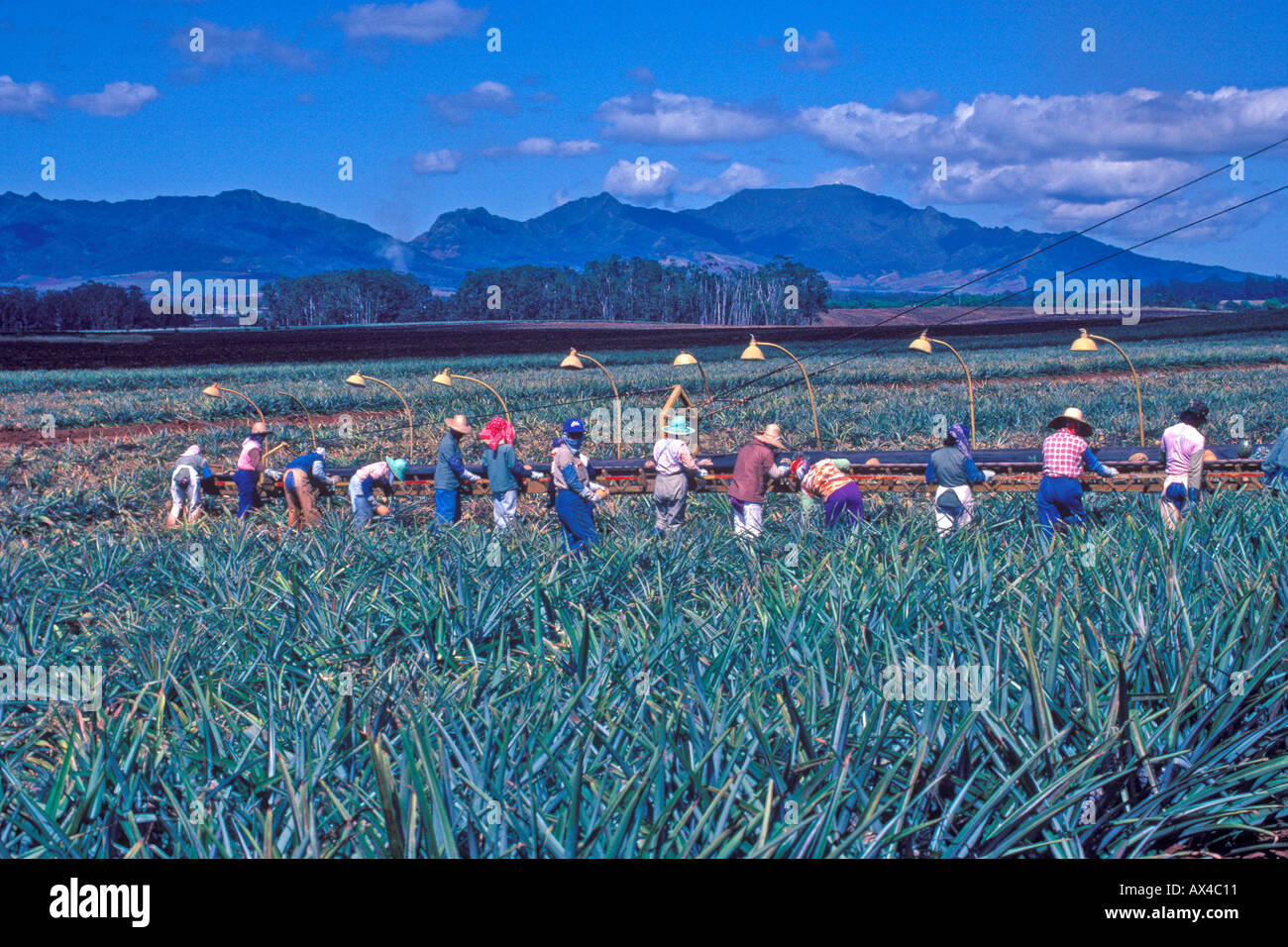 pineapple harvest oahu Stock Photo - Alamy