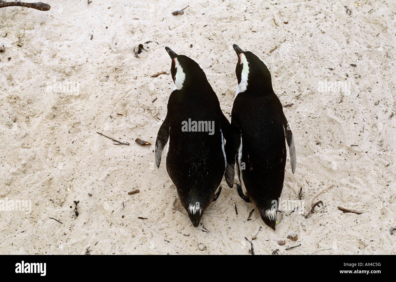 African penguin couple together hi-res stock photography and images - Alamy