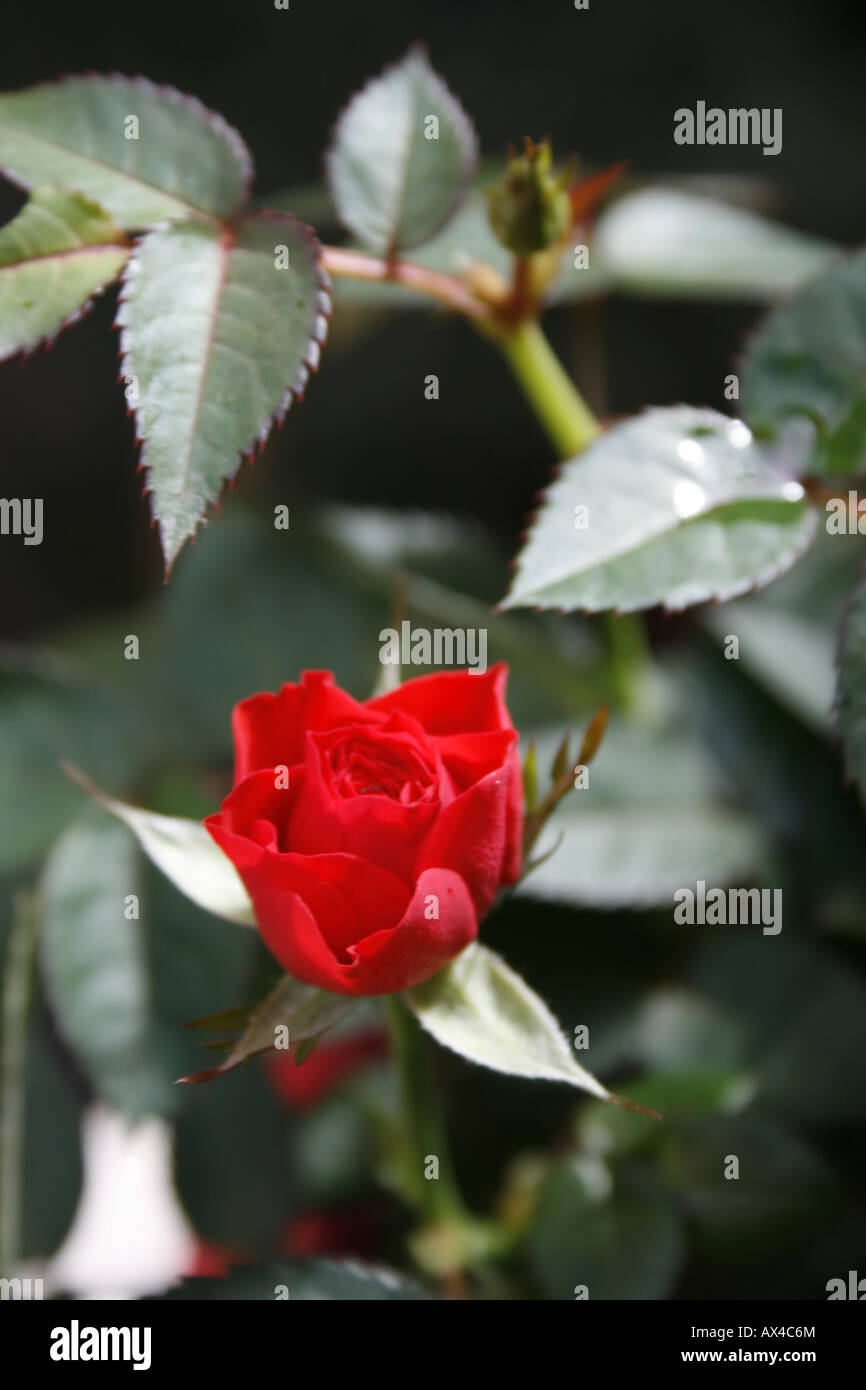 one red rose Stock Photo - Alamy