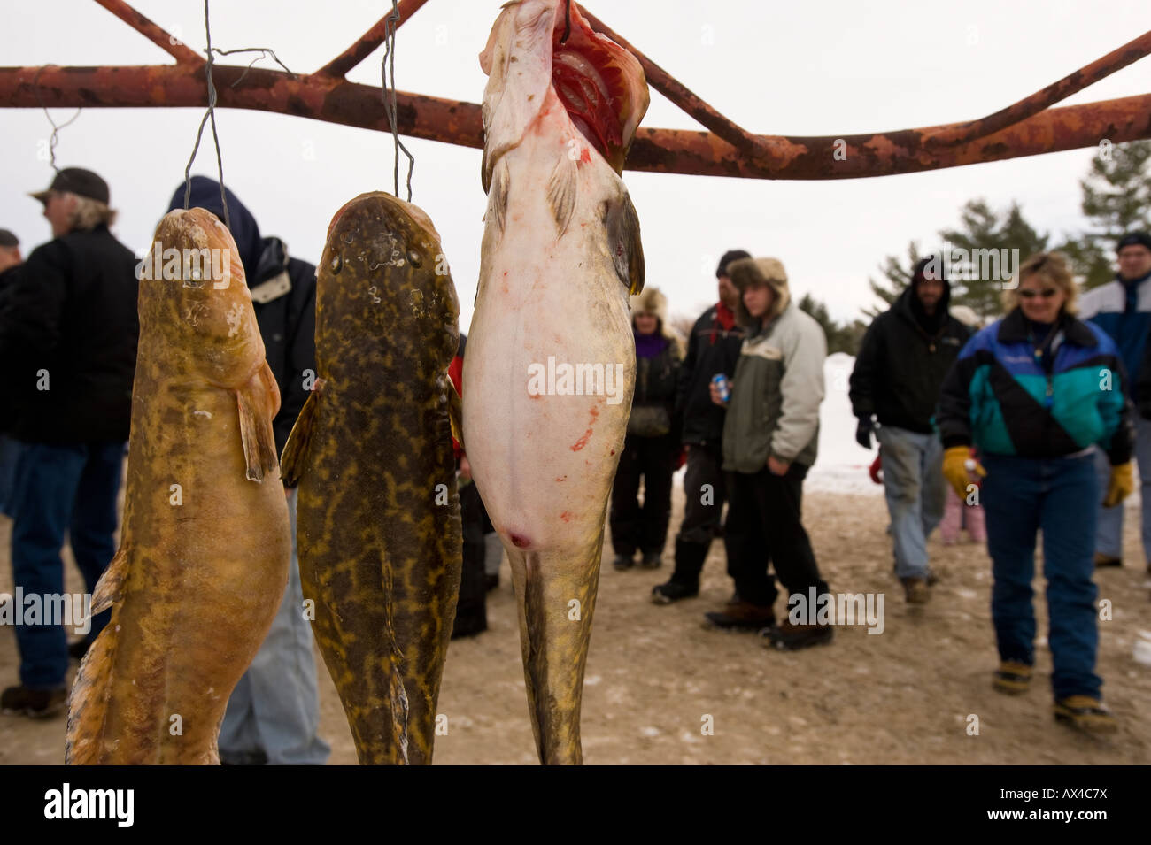 PEOPLE GATHER AROUND A RACK TO TAKE A LOOK AT CAUGHT EELPOUT Stock ...
