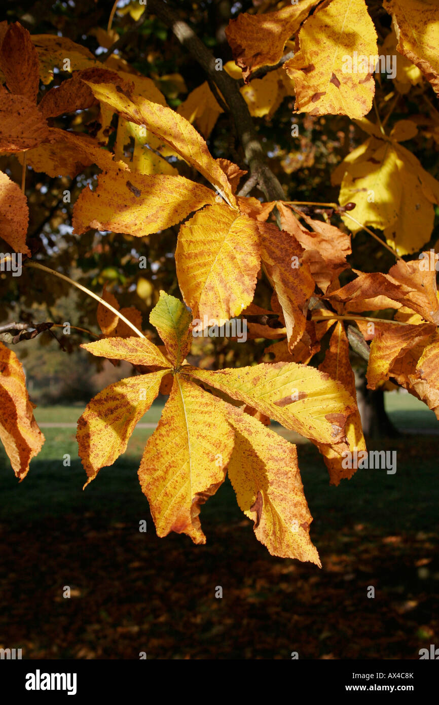 AUTUMN HORSE CHESTNUT LEAVES Stock Photo - Alamy