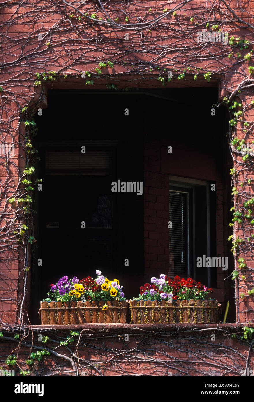 Vine covered porch hi-res stock photography and images - Alamy