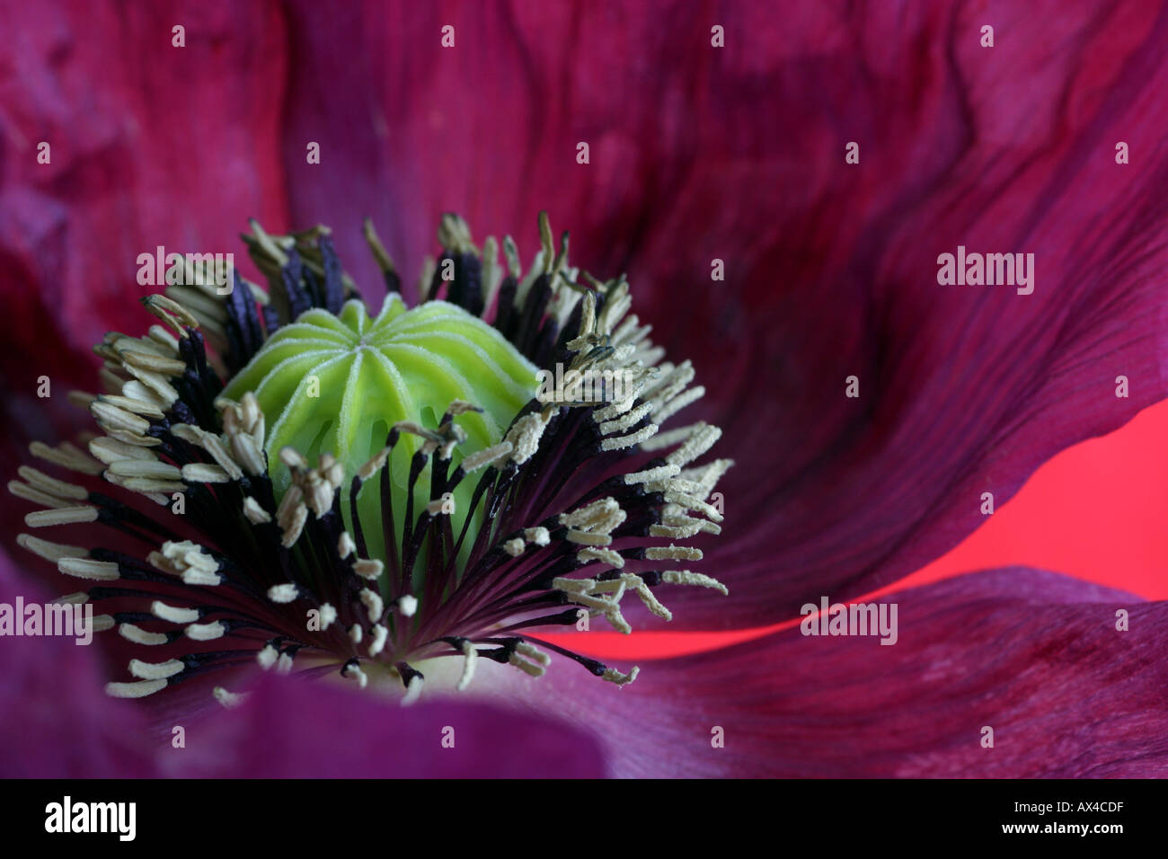 Purple opium poppy Papaver somniferum with a red background Stock Photo ...
