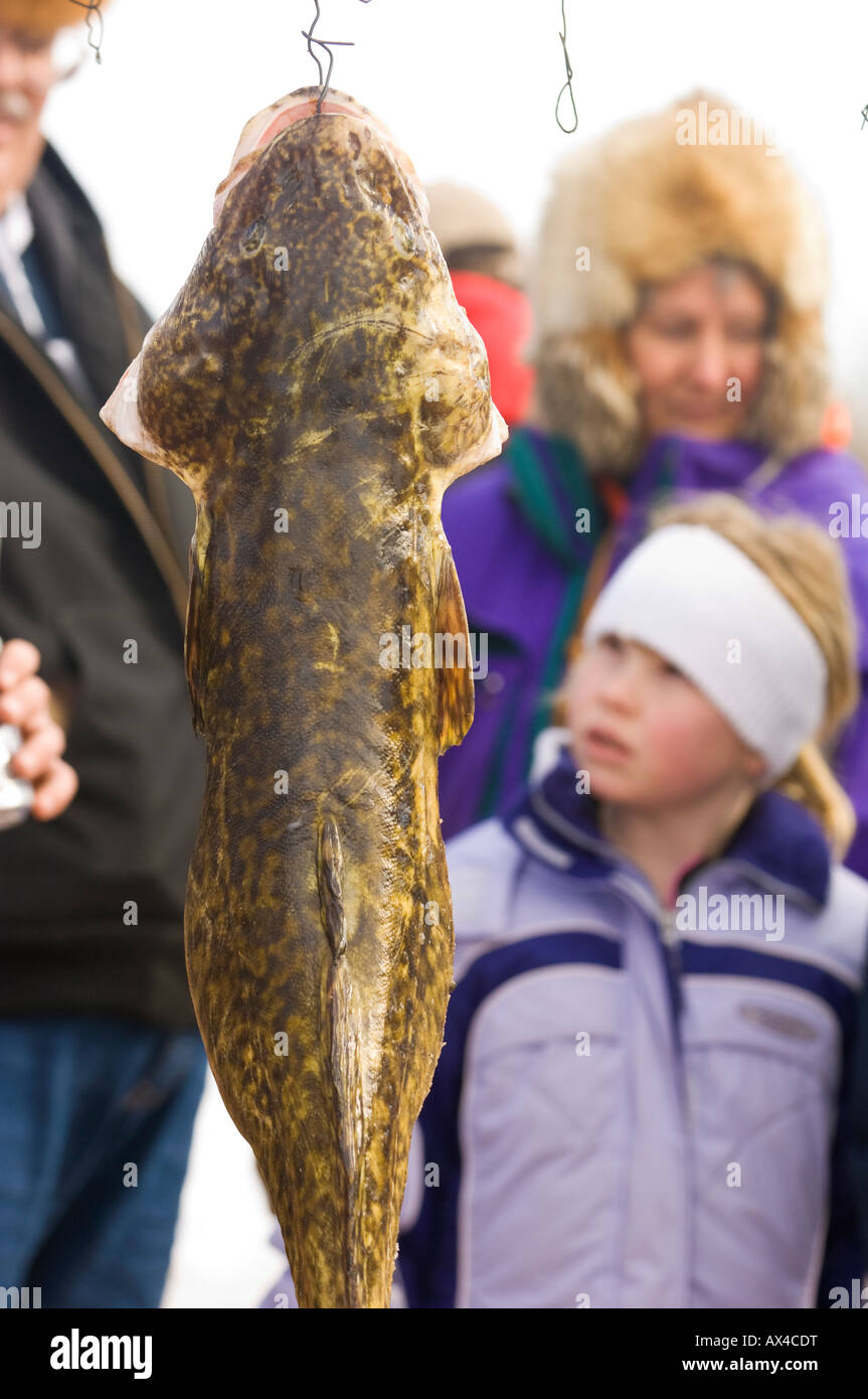 Eelpout High Resolution Stock Photography and Images - Alamy