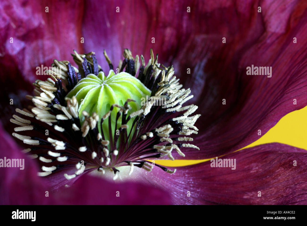 Purple opium poppy Papaver somniferum with a yellow background Stock ...