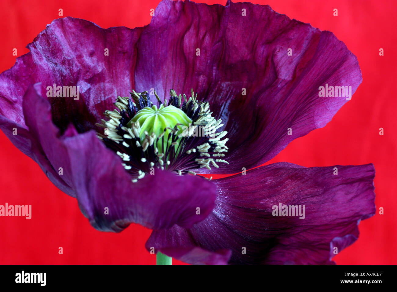 Purple opium poppy Papaver somniferum with a red background Stock Photo ...