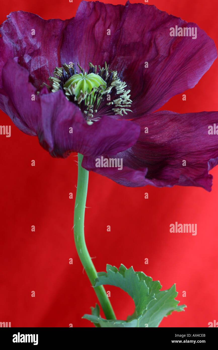 Purple opium poppy Papaver somniferum with a red background Stock Photo ...
