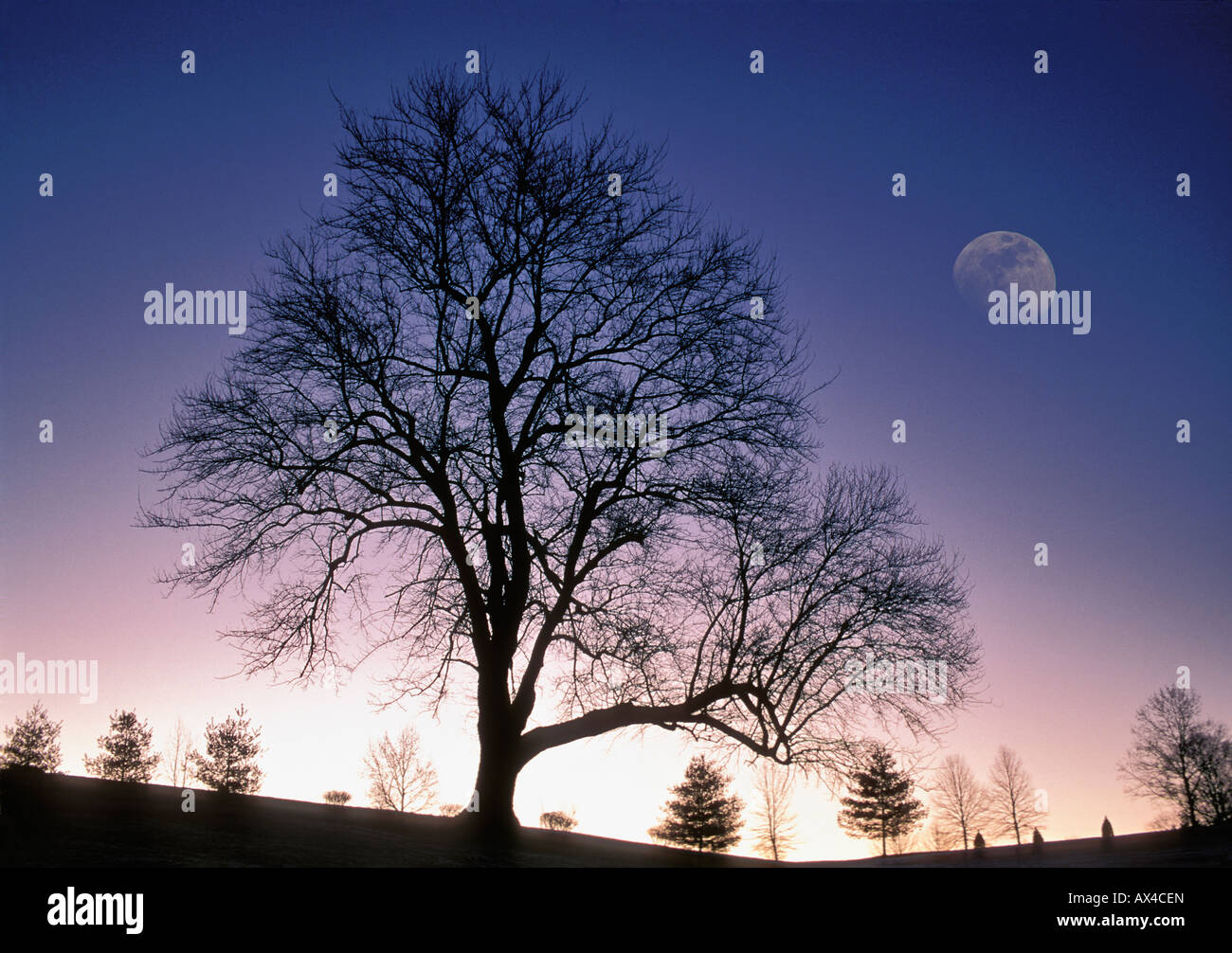Moon solitary tree hi-res stock photography and images - Alamy