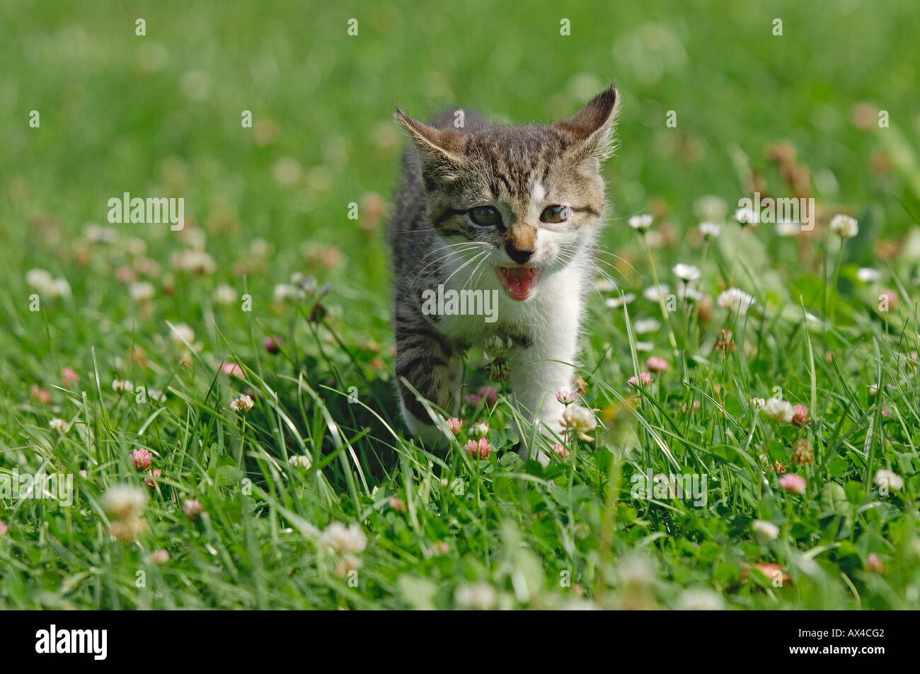 Preying cat hi-res stock photography and images - Alamy