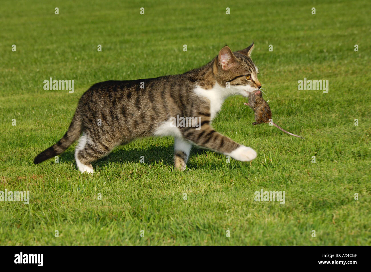 Cat and Mouse Stock Photo - Alamy